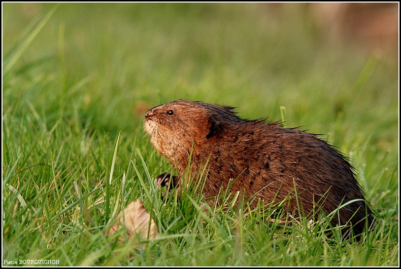 Rat musqué (Ondatra zibethicus) par Pierre BOURGUIGNON, photographe ...